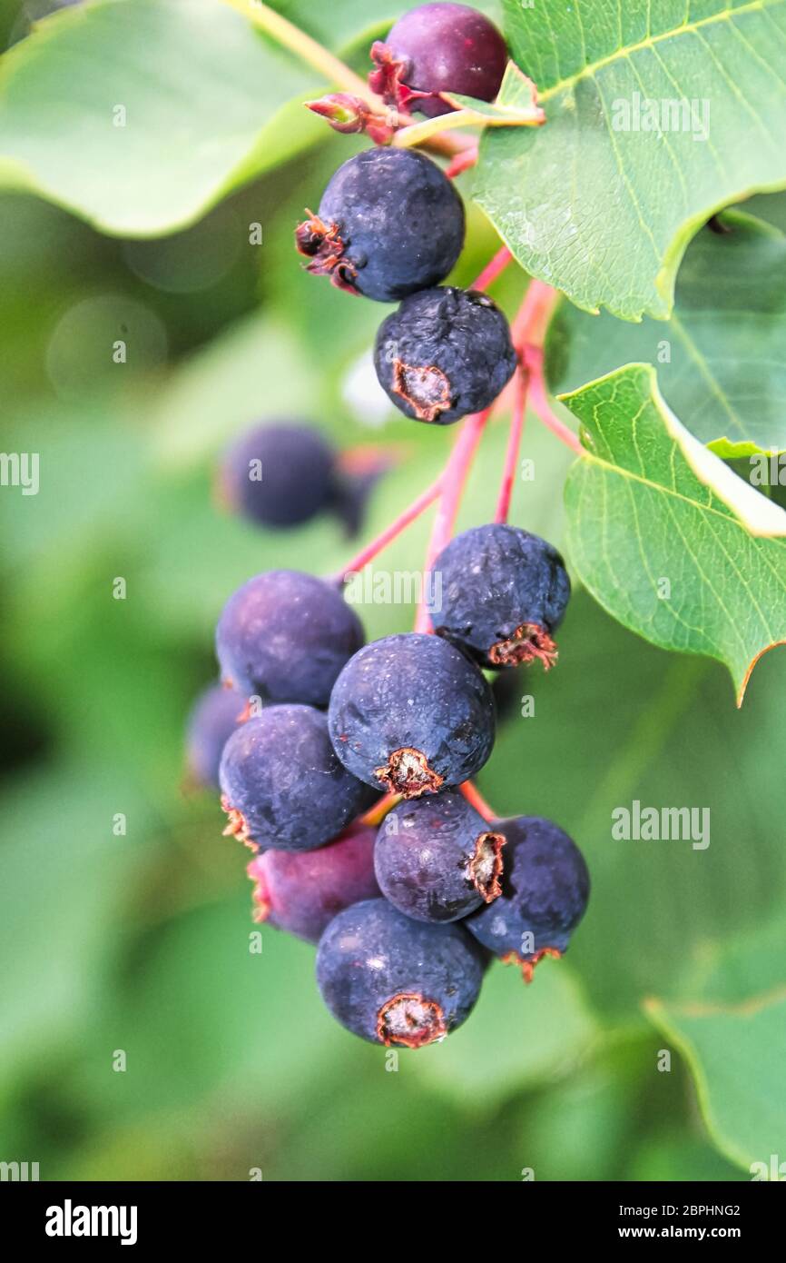 Saskatoon berries orchard hi-res stock photography and images - Alamy