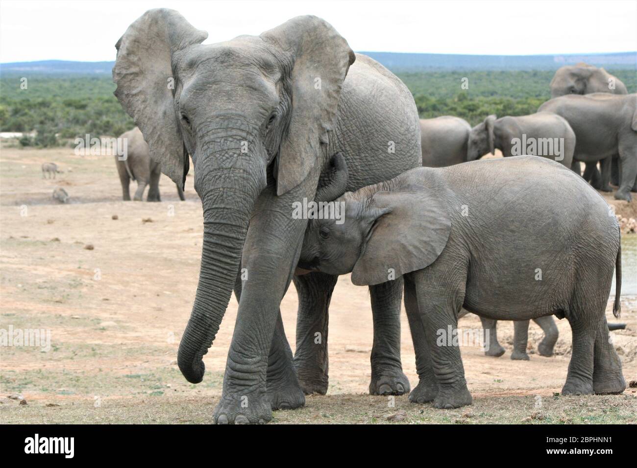 Baby elephant calf nursing hi-res stock photography and images - Alamy