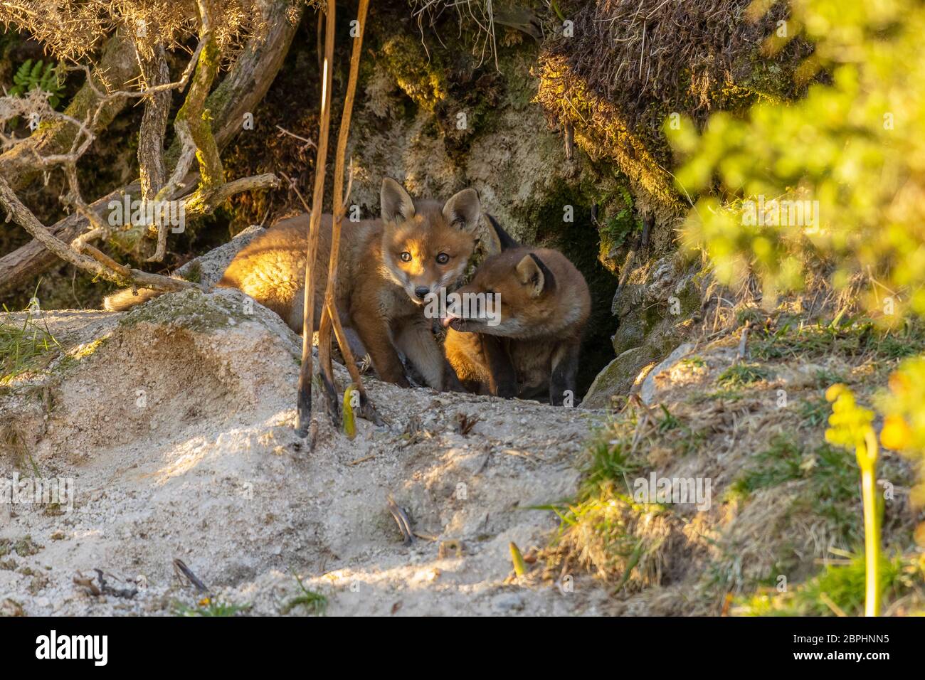 Red Fox cubs stood at the entrance of their den Stock Photo - Alamy