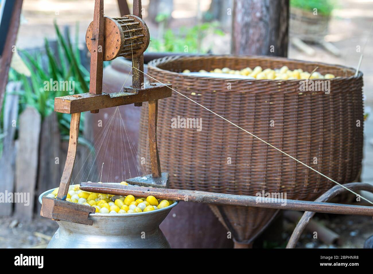 Silk production process boiling cocoon in a pot to prepare a cocoon ...
