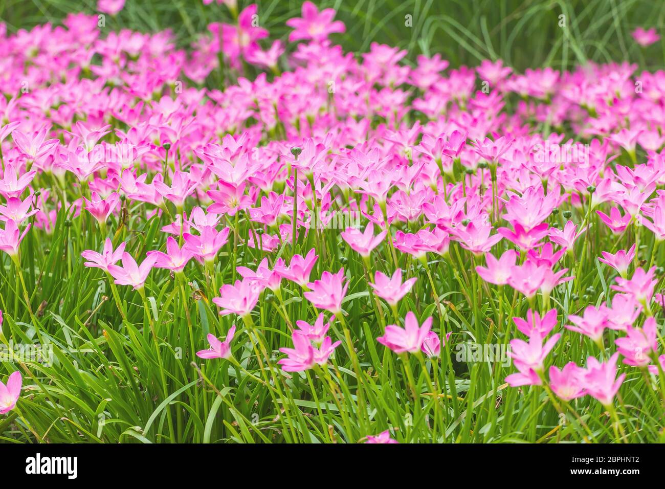 Rain lily flower in hi-res stock photography and images - Alamy
