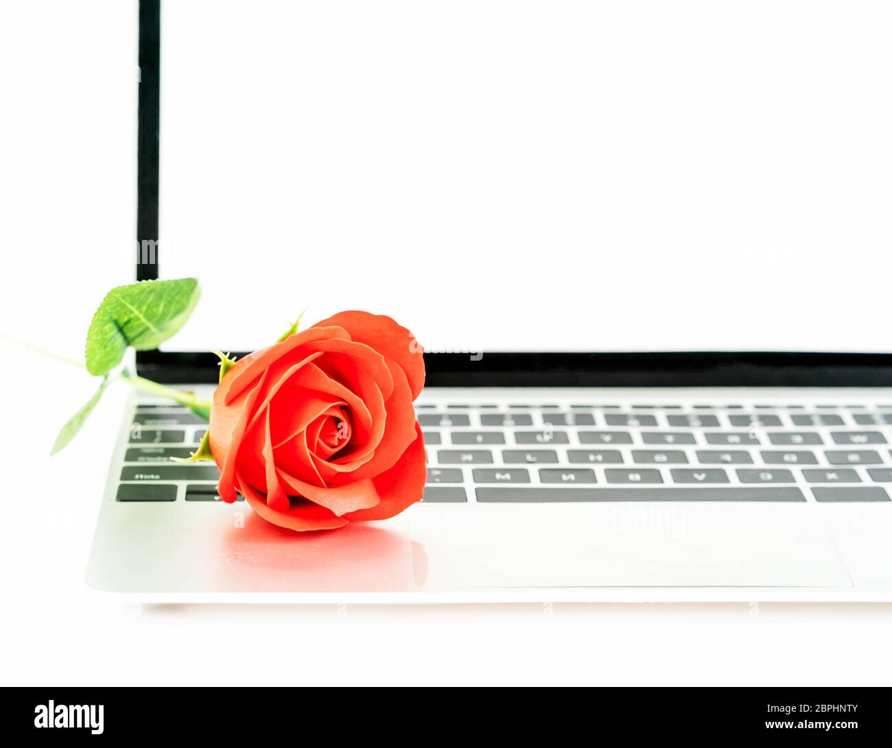 Red rose on the laptop keyboard on white background, Valentine concept ...