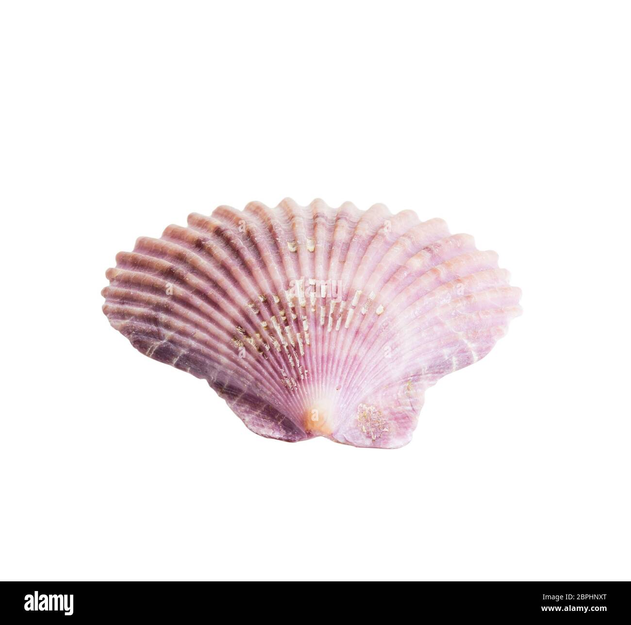 Close up Scallop seashell isolated on white background,clipping path ...