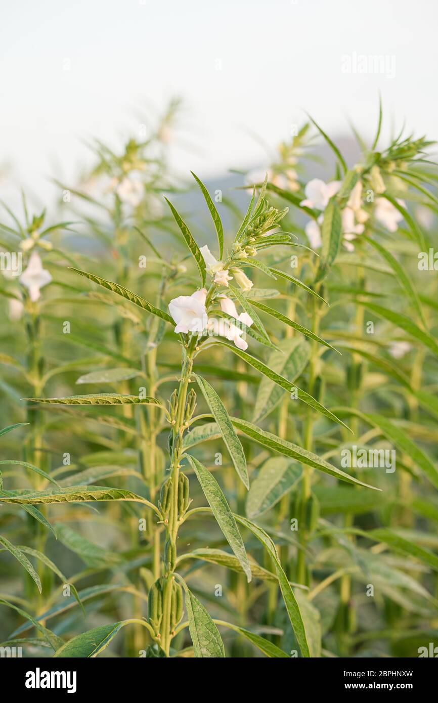 Farmland in the growth of sesame on tree in sesame plants Stock Photo ...