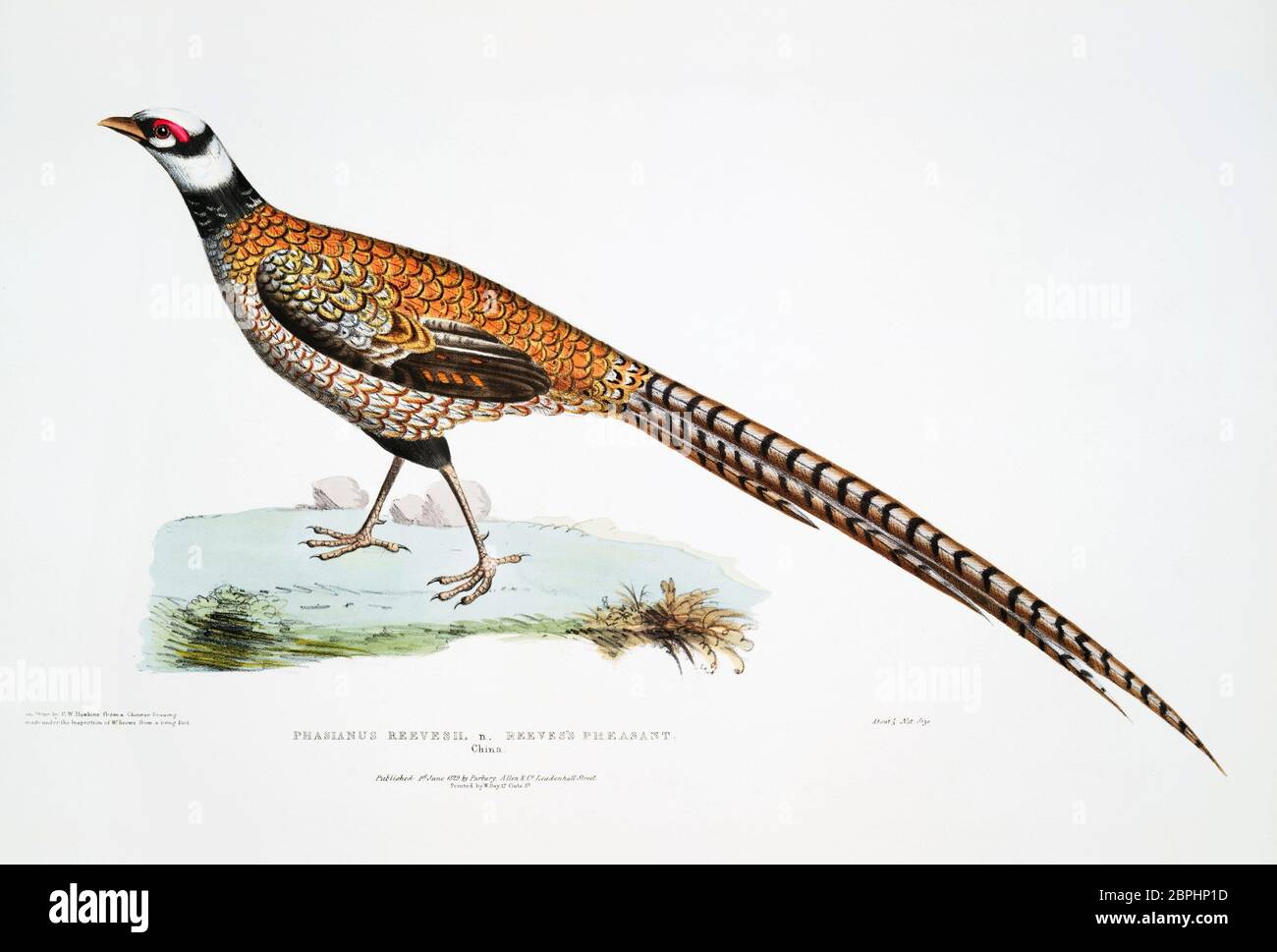 Edward Reeves High Resolution Stock Photography and Images - Alamy