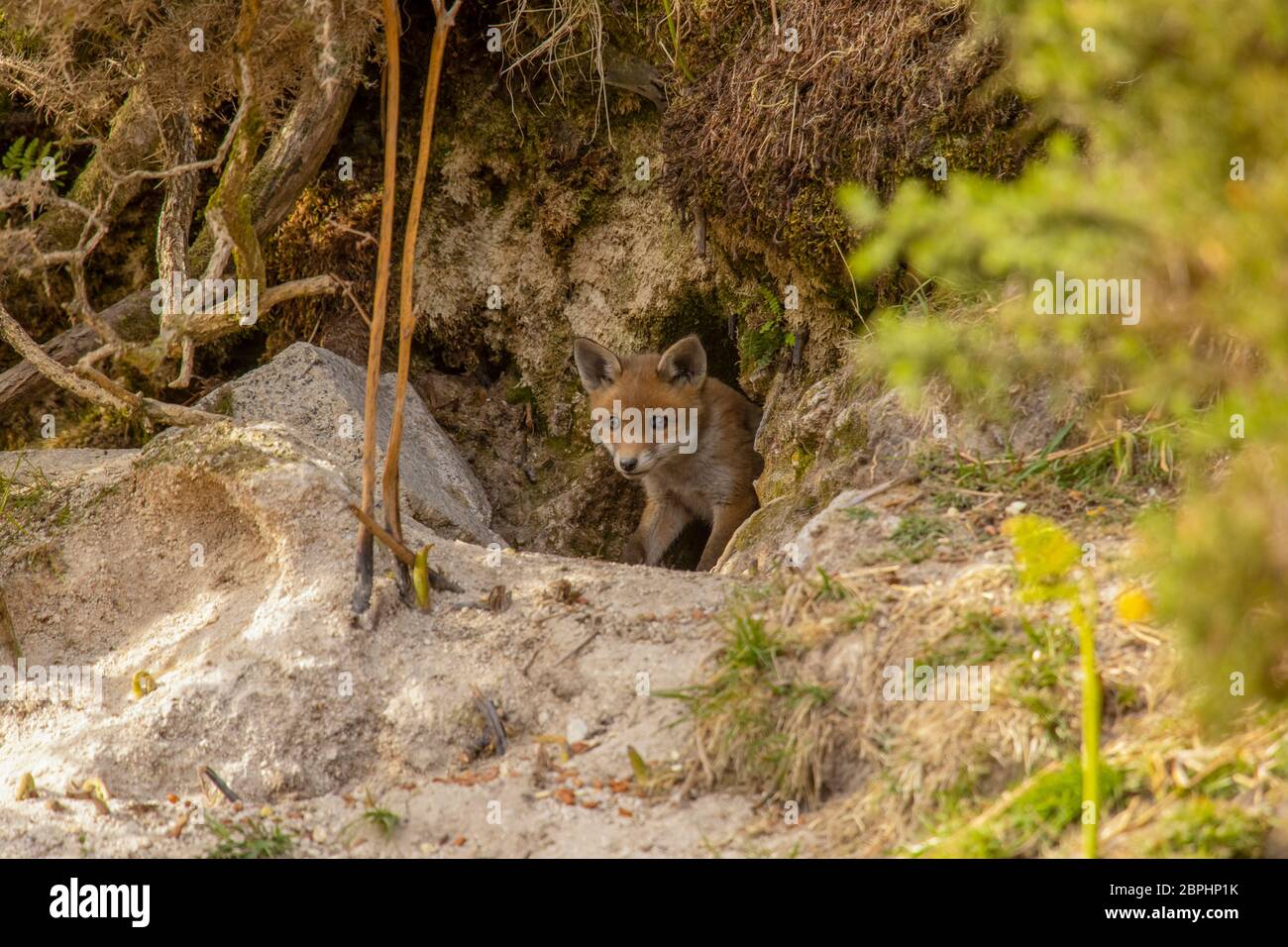Red Fox cub stood at the entrance of their den Stock Photo - Alamy