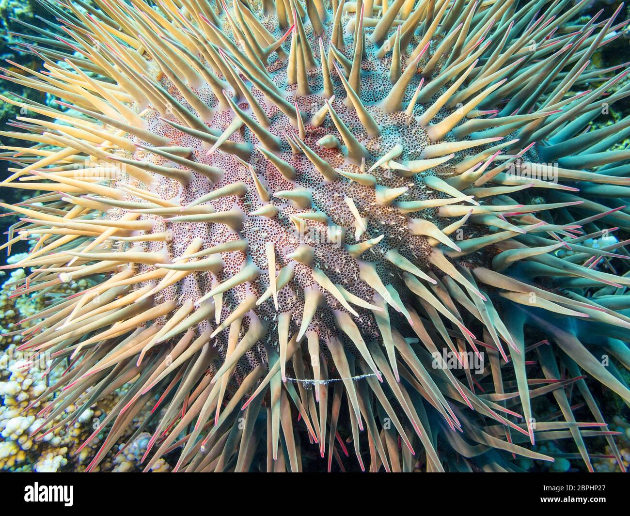 Coral Fish Starfish Caribbean High Resolution Stock Photography and ...