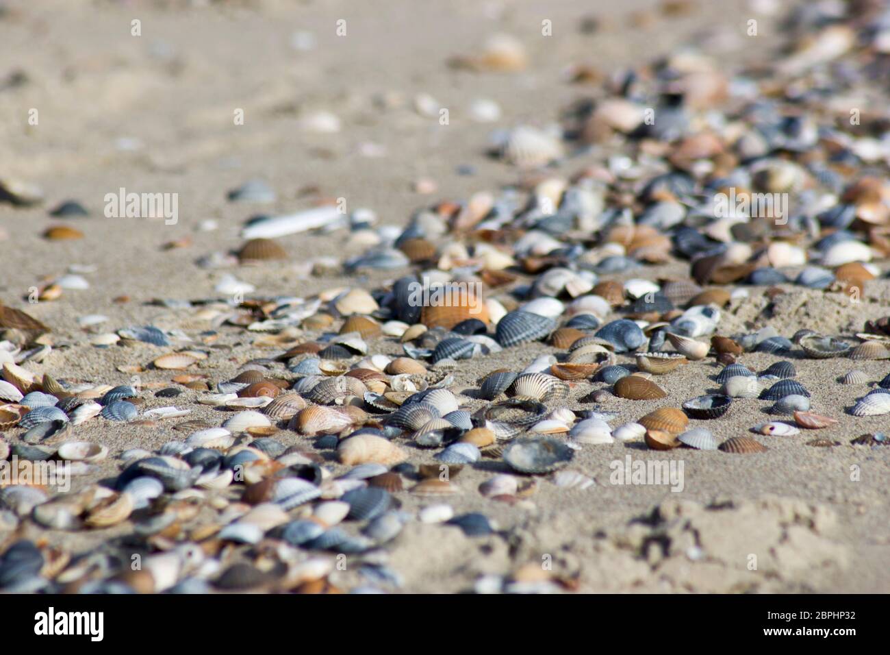 sea shells on the beach in the Netherlands, Renesse, Zeeland Stock ...