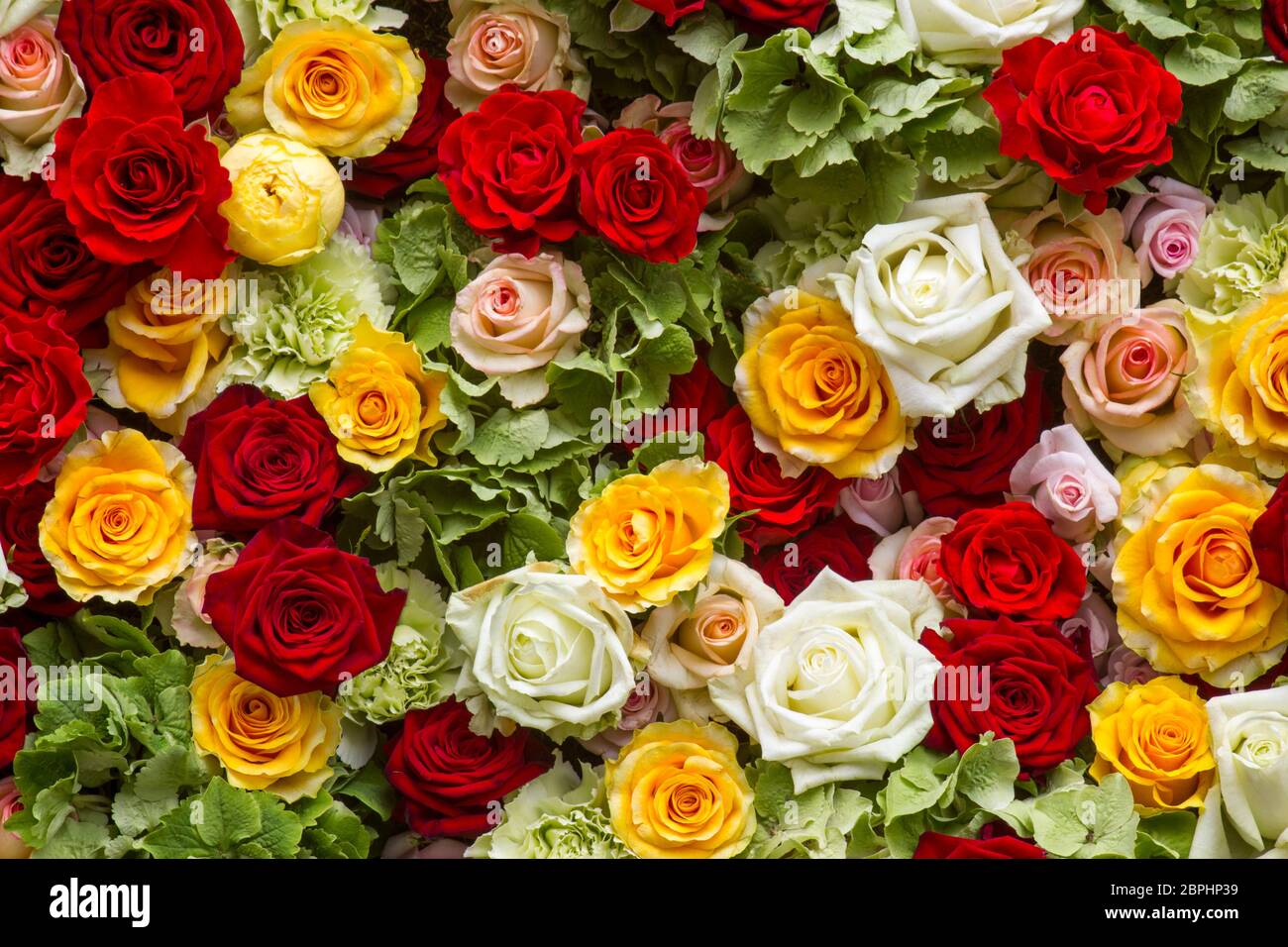 colorful roses background Stock Photo - Alamy