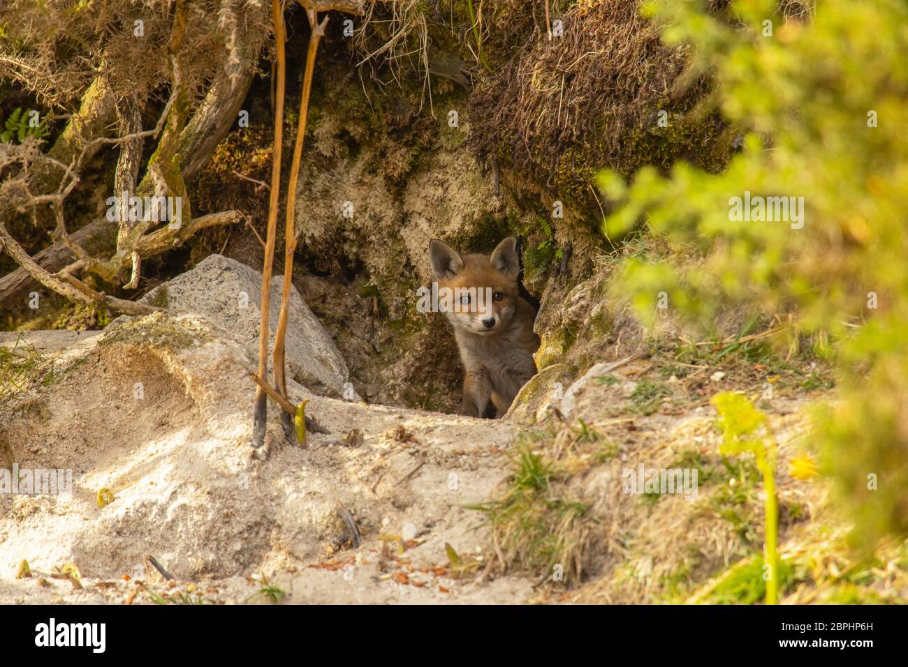 Fox Den Uk High Resolution Stock Photography and Images - Alamy