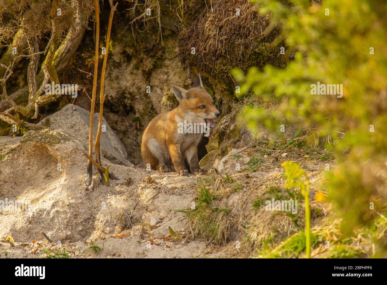Red Fox cub stood at the entrance of their den Stock Photo - Alamy