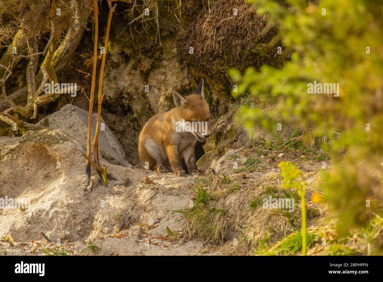 Fresh young fox cub hi-res stock photography and images - Alamy