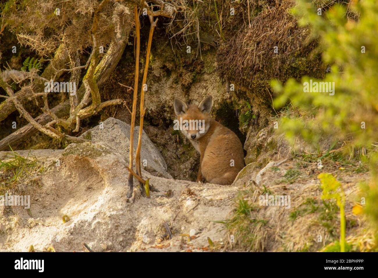Red Fox cub stood at the entrance of their den Stock Photo - Alamy