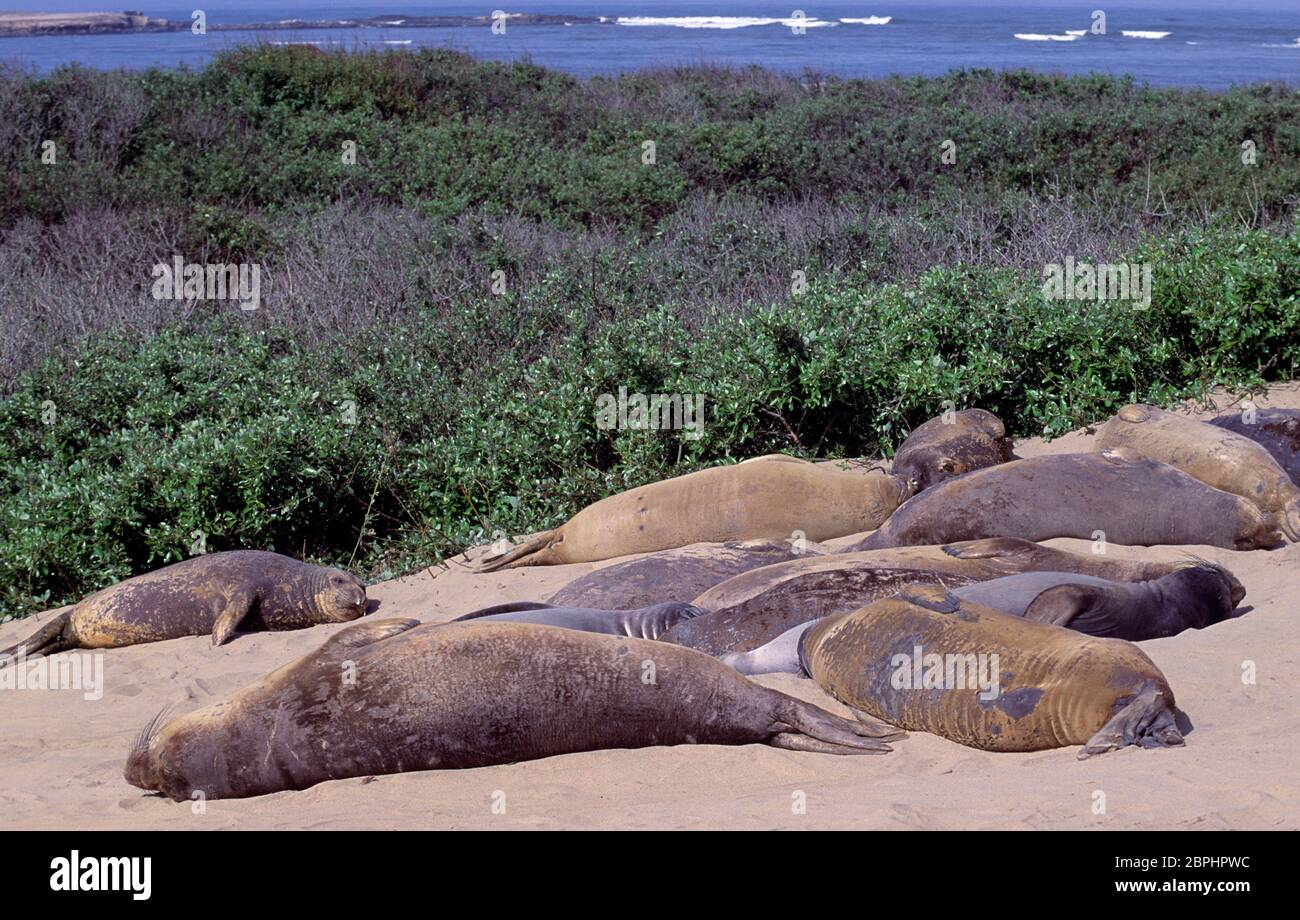Elephant seals, Ano Nuevo State Park, California Stock Photo - Alamy