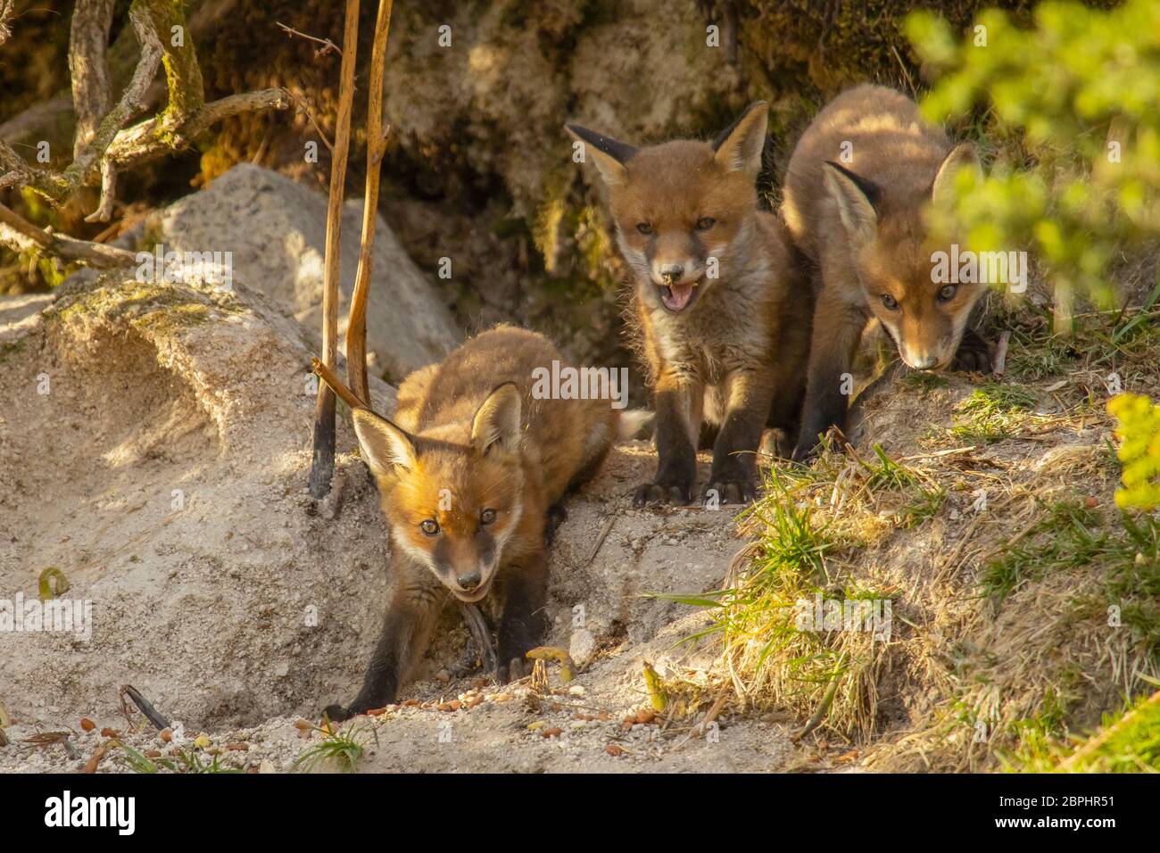 Red Fox cubs stood at the entrance of their den Stock Photo - Alamy