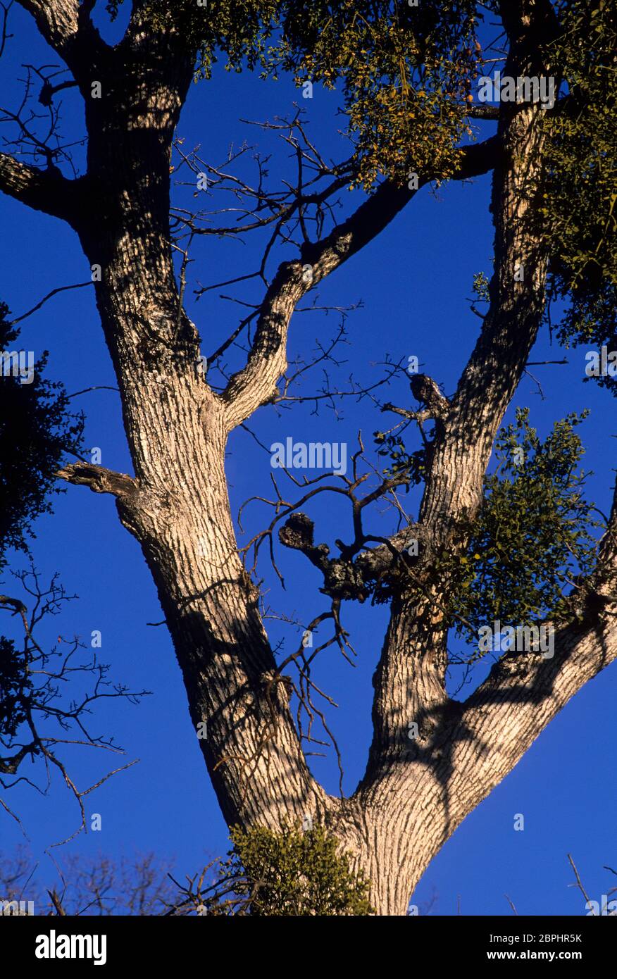 Oak tree mistletoe hi-res stock photography and images - Alamy