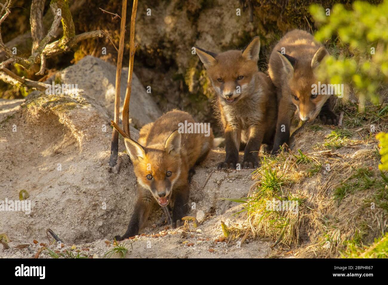 Red Fox cubs stood at the entrance of their den Stock Photo - Alamy