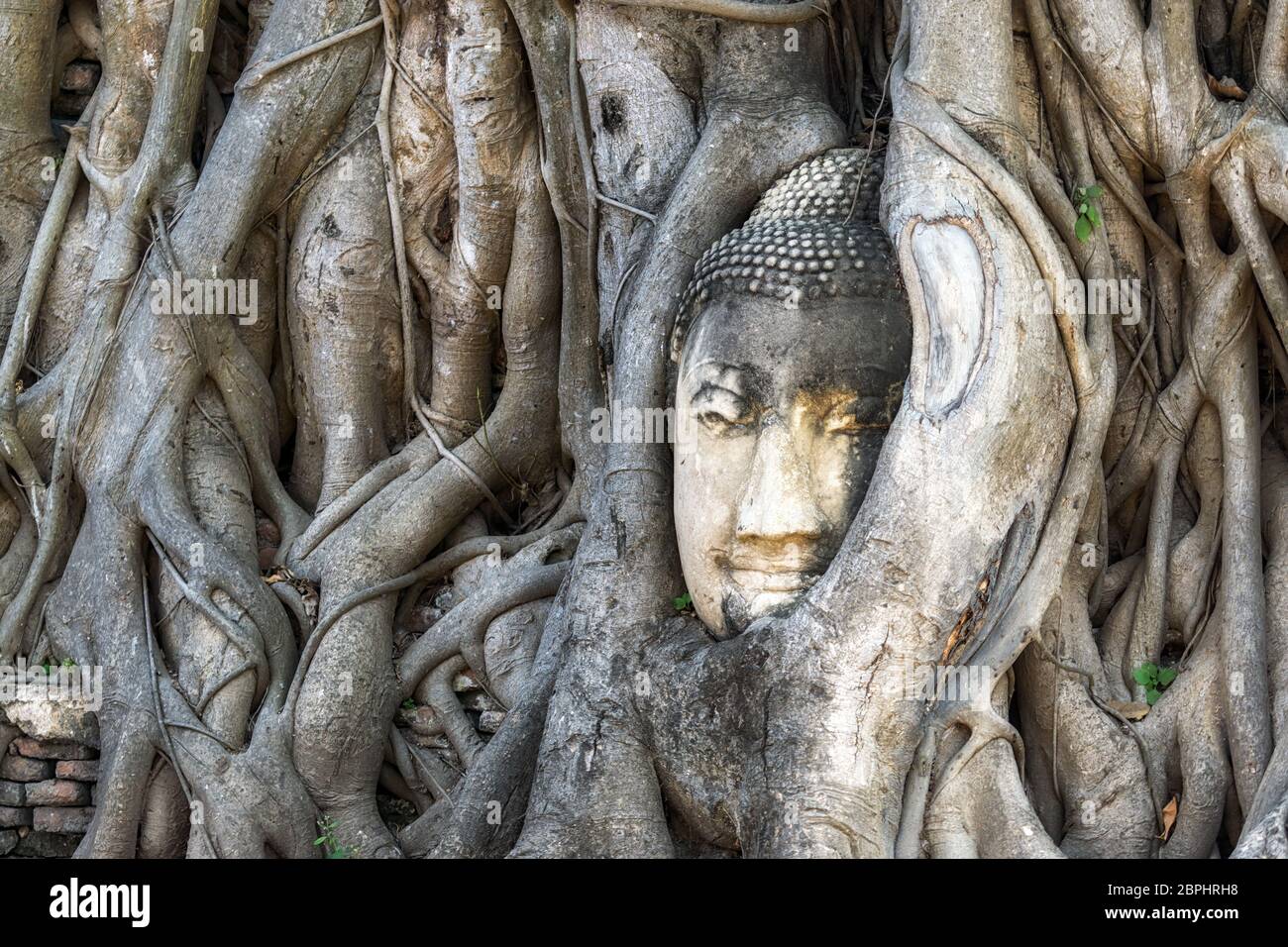 buddha head in tree roots of bodhi or banyan tree in ayutthaya ...