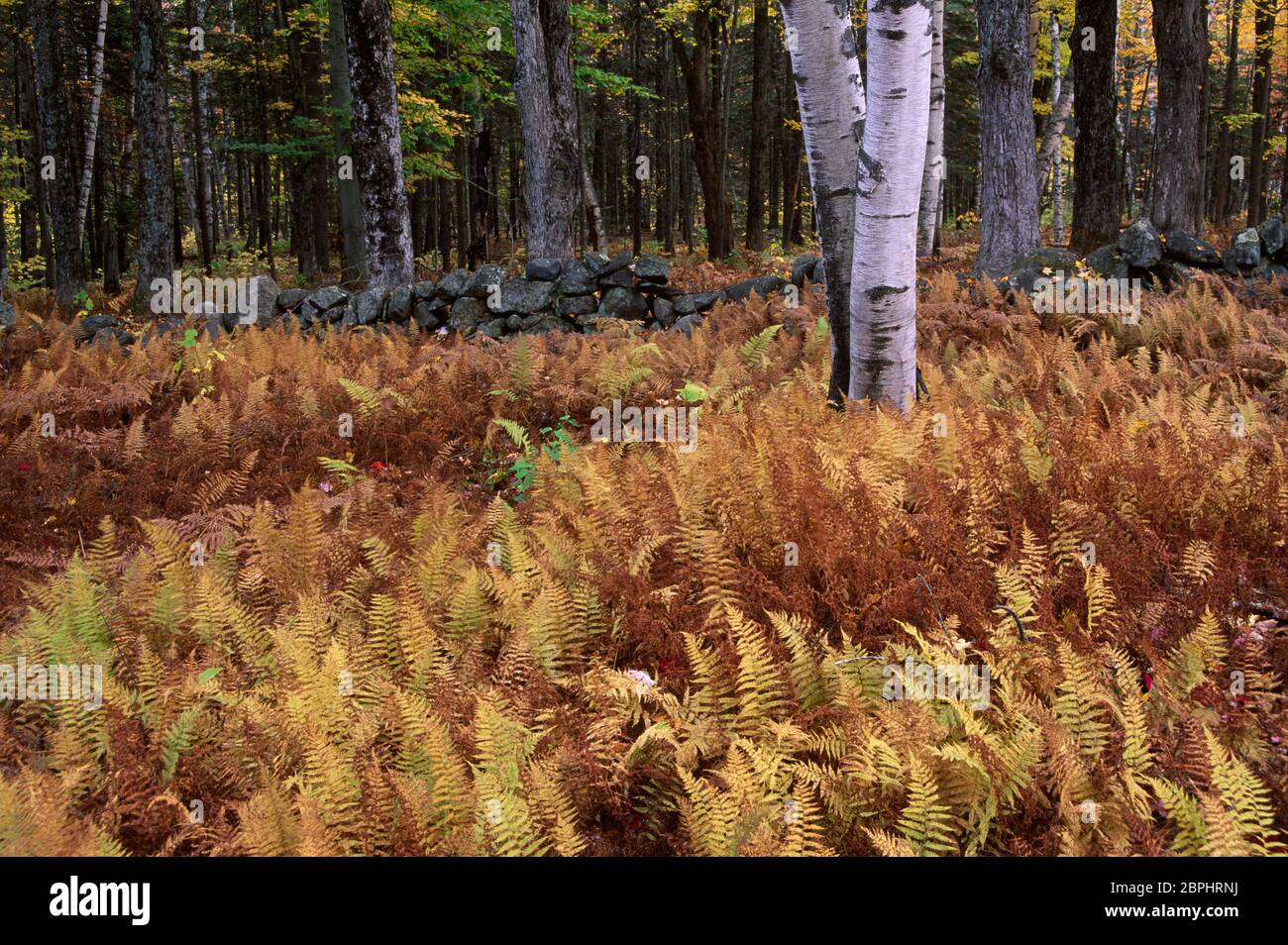 Birch in ferns, Green Mountain National Forest, Vermont Stock Photo - Alamy
