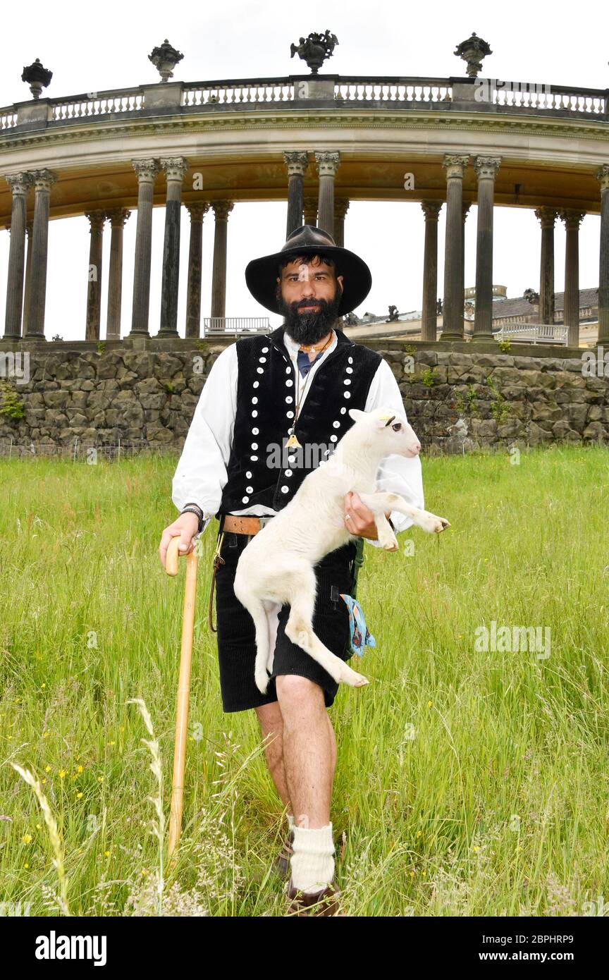 Sheep Alex Beer at the arrival of the sheep for grazing meadow meadows ...