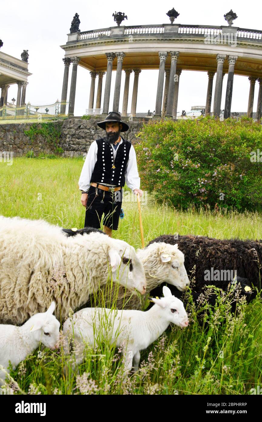 Sheep Alex Beer at the arrival of the sheep for grazing meadow meadows ...