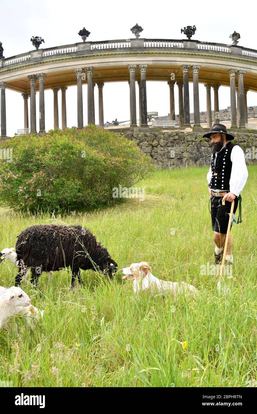 Sheep Alex Beer at the arrival of the sheep for grazing meadow meadows ...