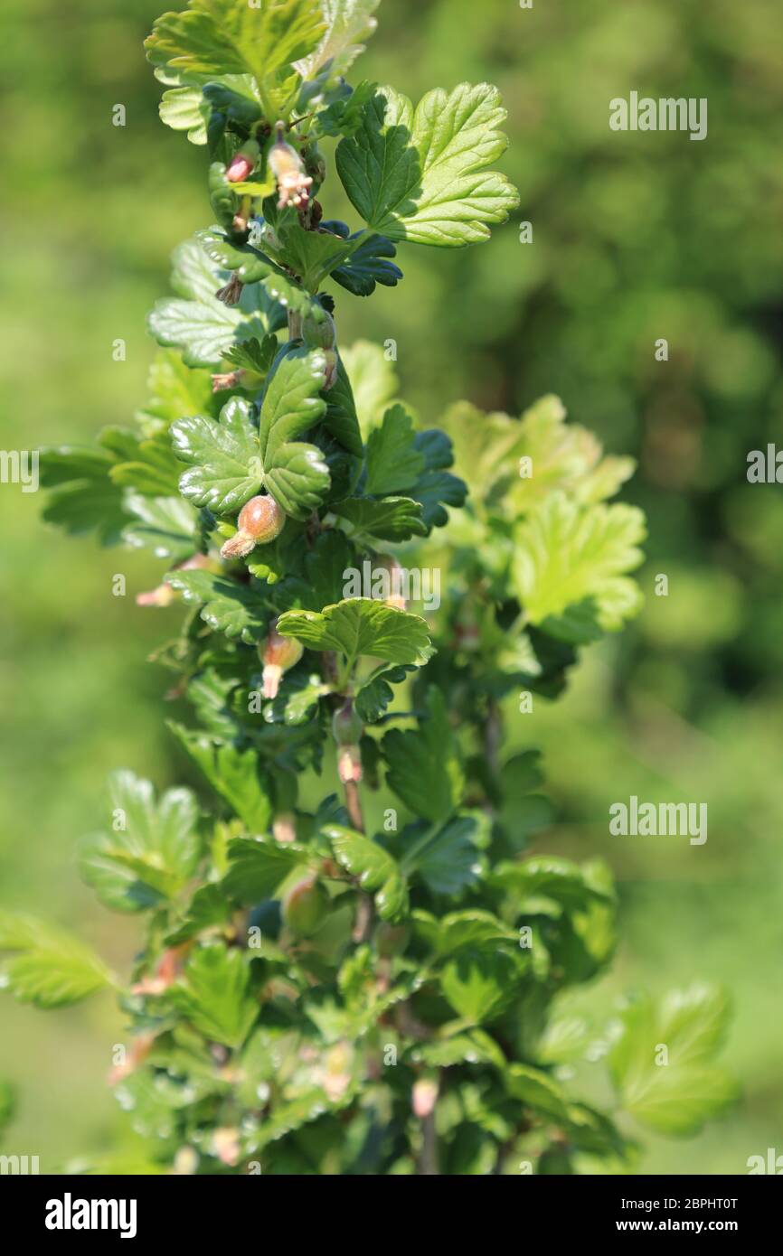 Young gooseberries growing on a gooseberry bush in a garden in Kent ...