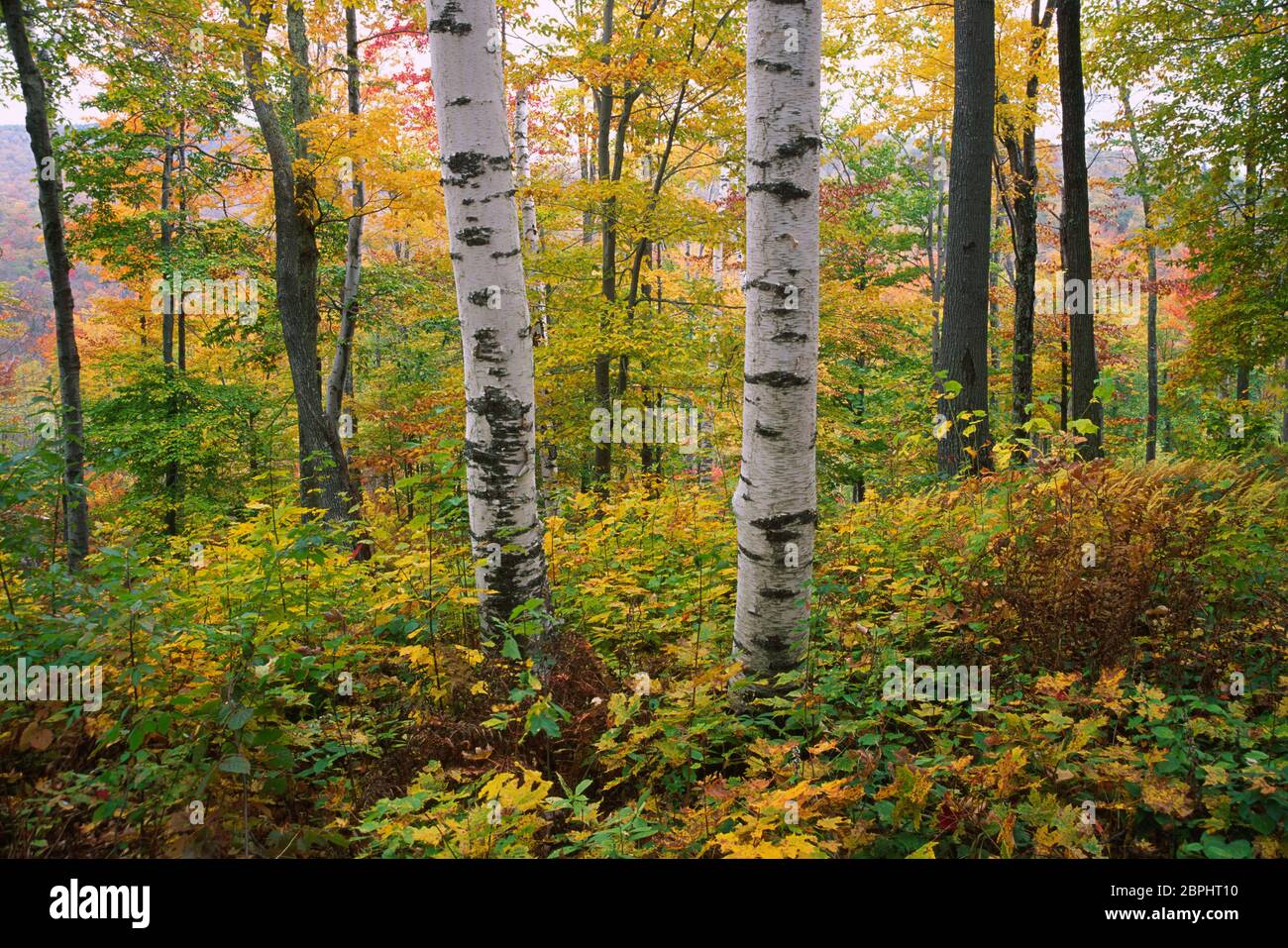 Forest, White Rocks National Recreation Area, Green Mountain National ...
