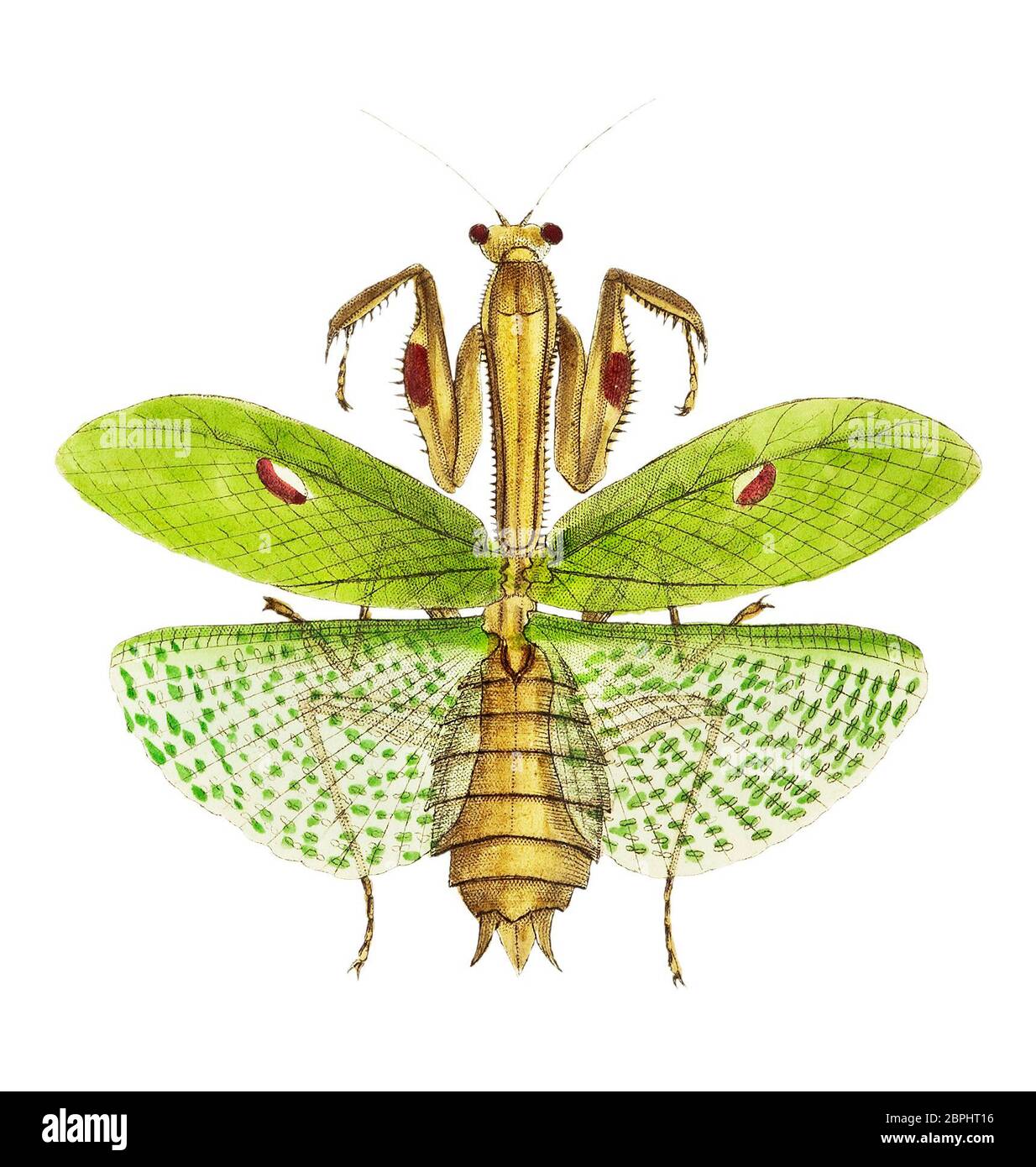 Mantis Vector High Resolution Stock Photography and Images - Alamy