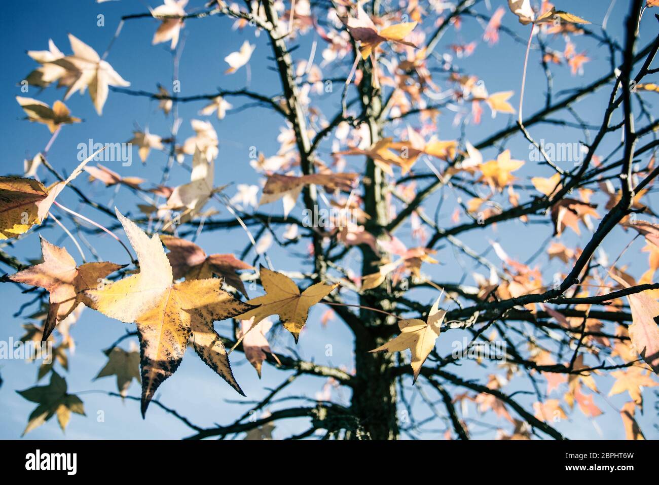 Colorful leaves on tree with cloudy blue sky in background, autumn ...
