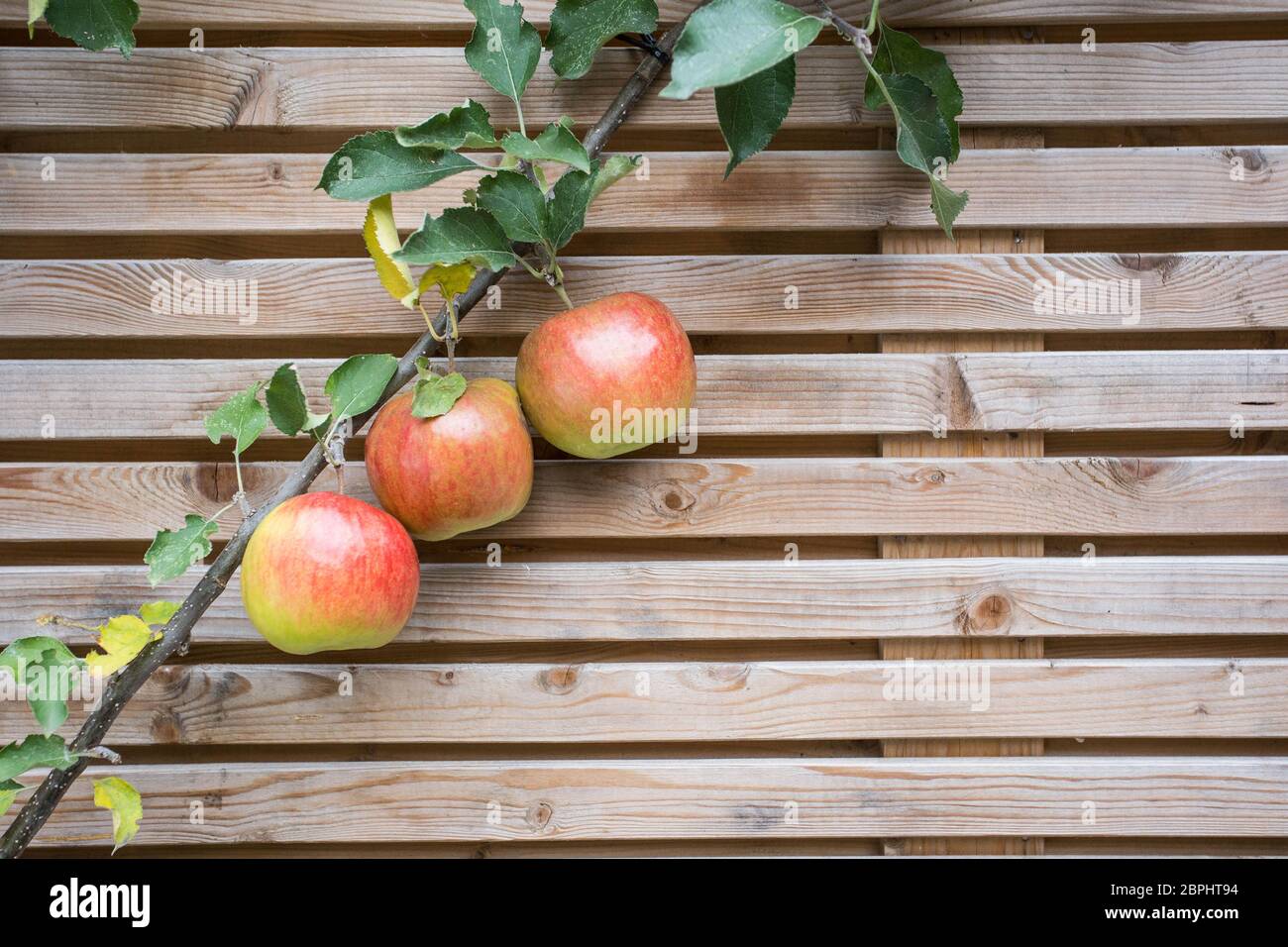Close up apple tree branch with red tasty apples on a fence background ...