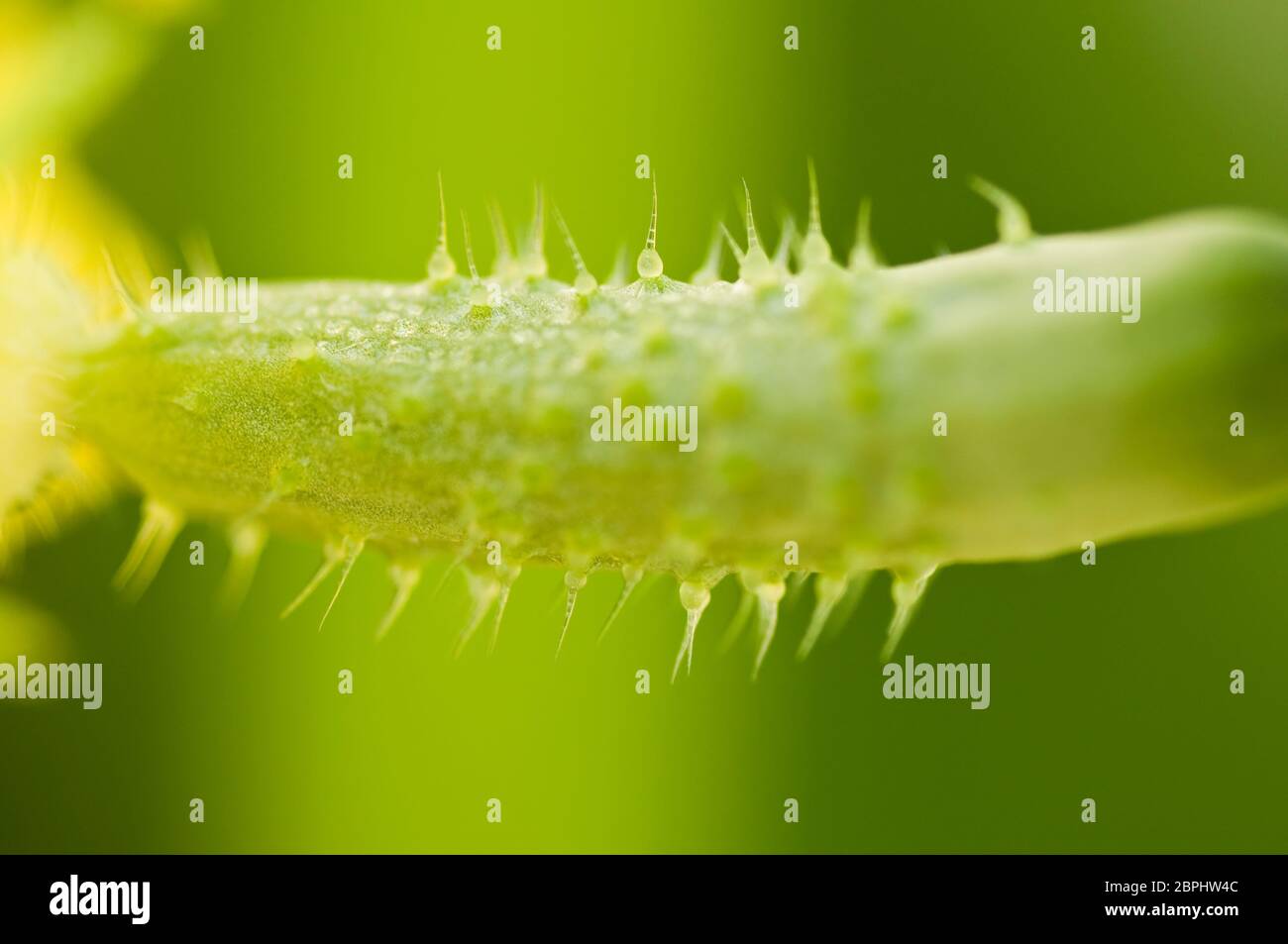 Baby cucumber growing on hi-res stock photography and images - Alamy
