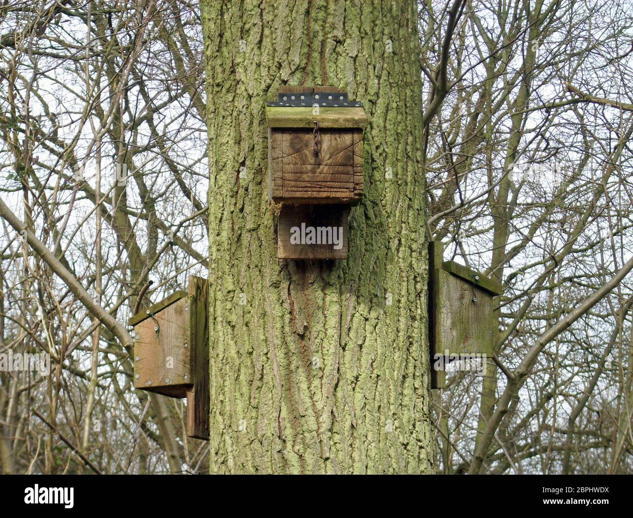 Three bat boxes attached to a tree trunk. Shows how they should be ...