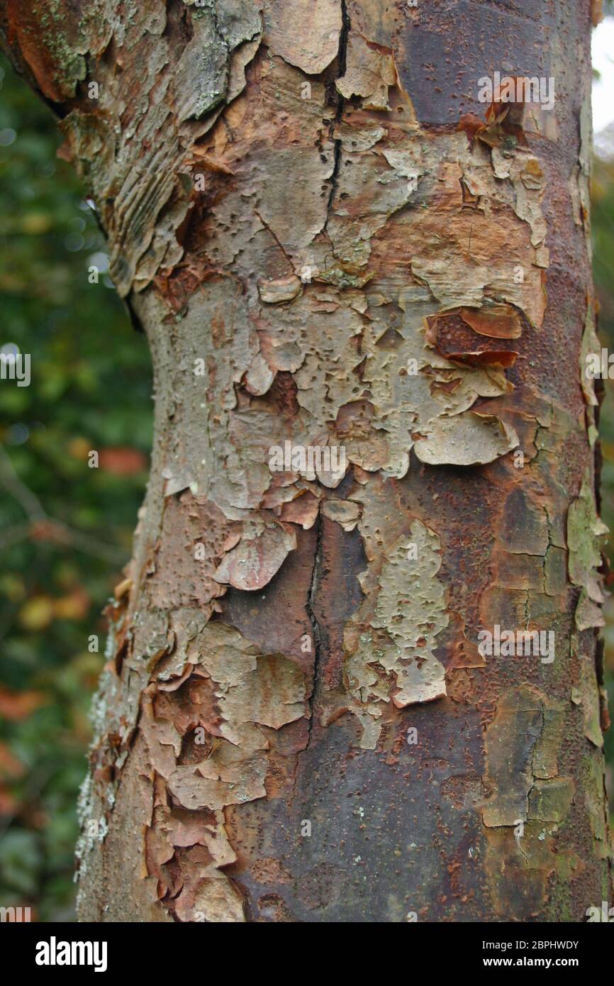 Attractive peeling bark on a tree with various shades of green and ...