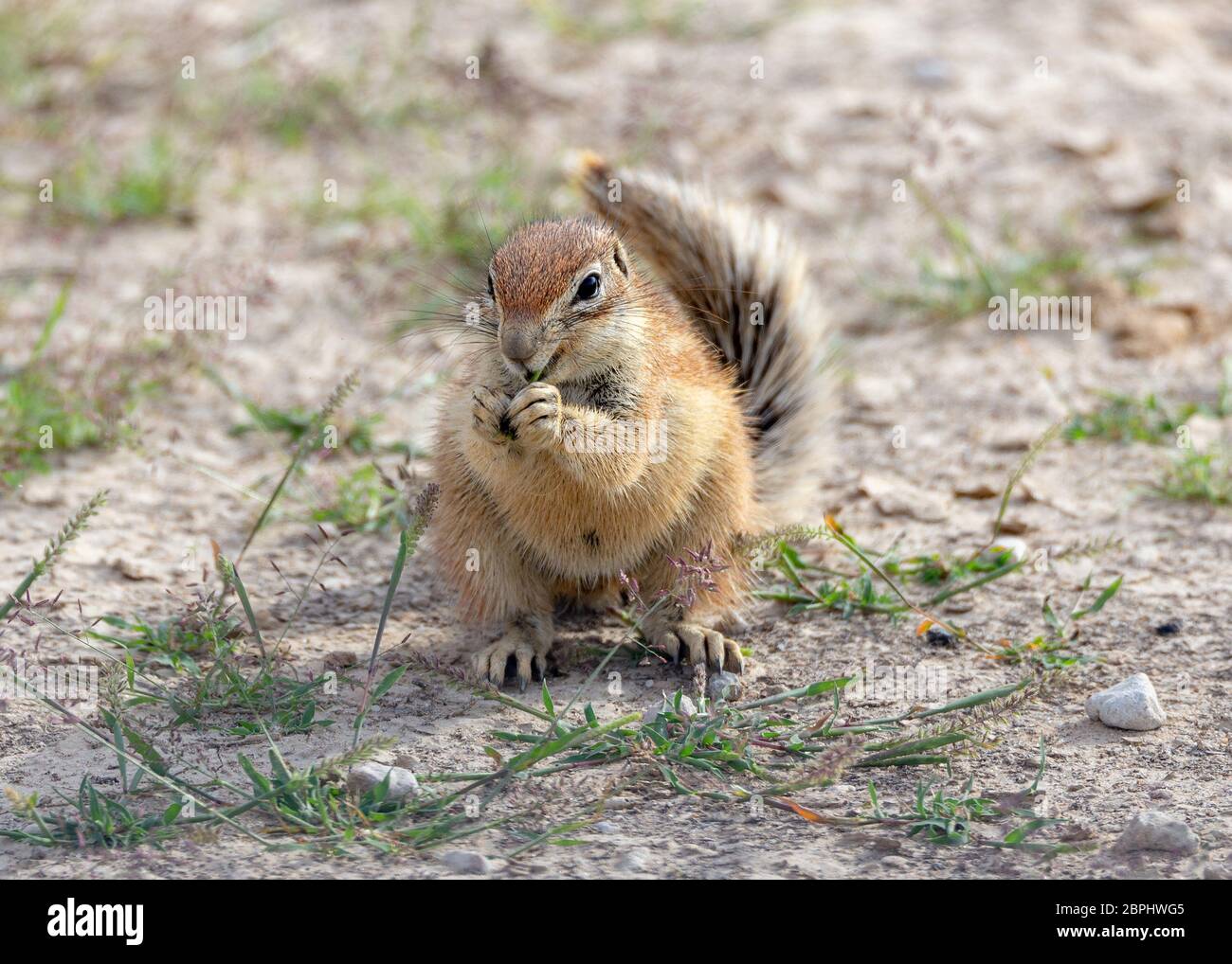 South African striped ground cape squirrel Xerus erythropus,with a ...