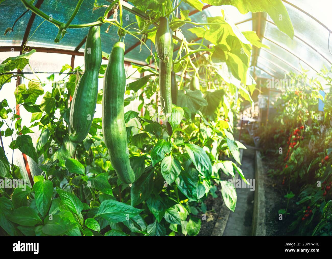 Fresh bunch of green ripe natural cucumbers growing on a branch in ...
