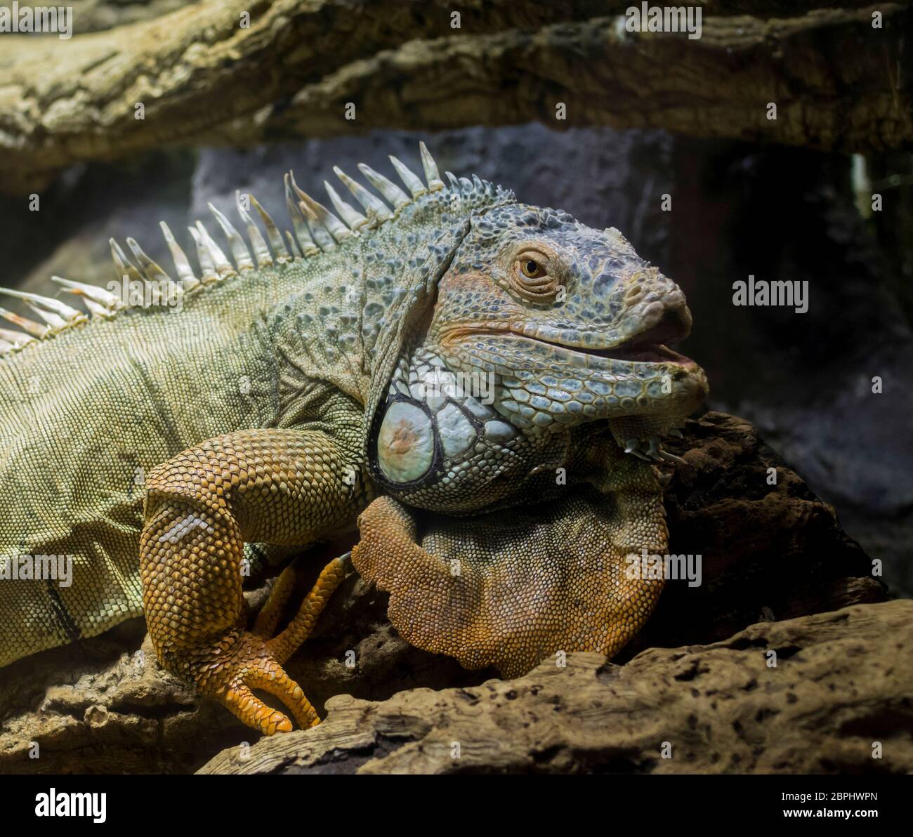 Iguana - Close up of upper body Stock Photo - Alamy