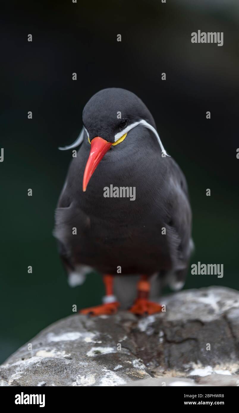 Black inca hi-res stock photography and images - Alamy