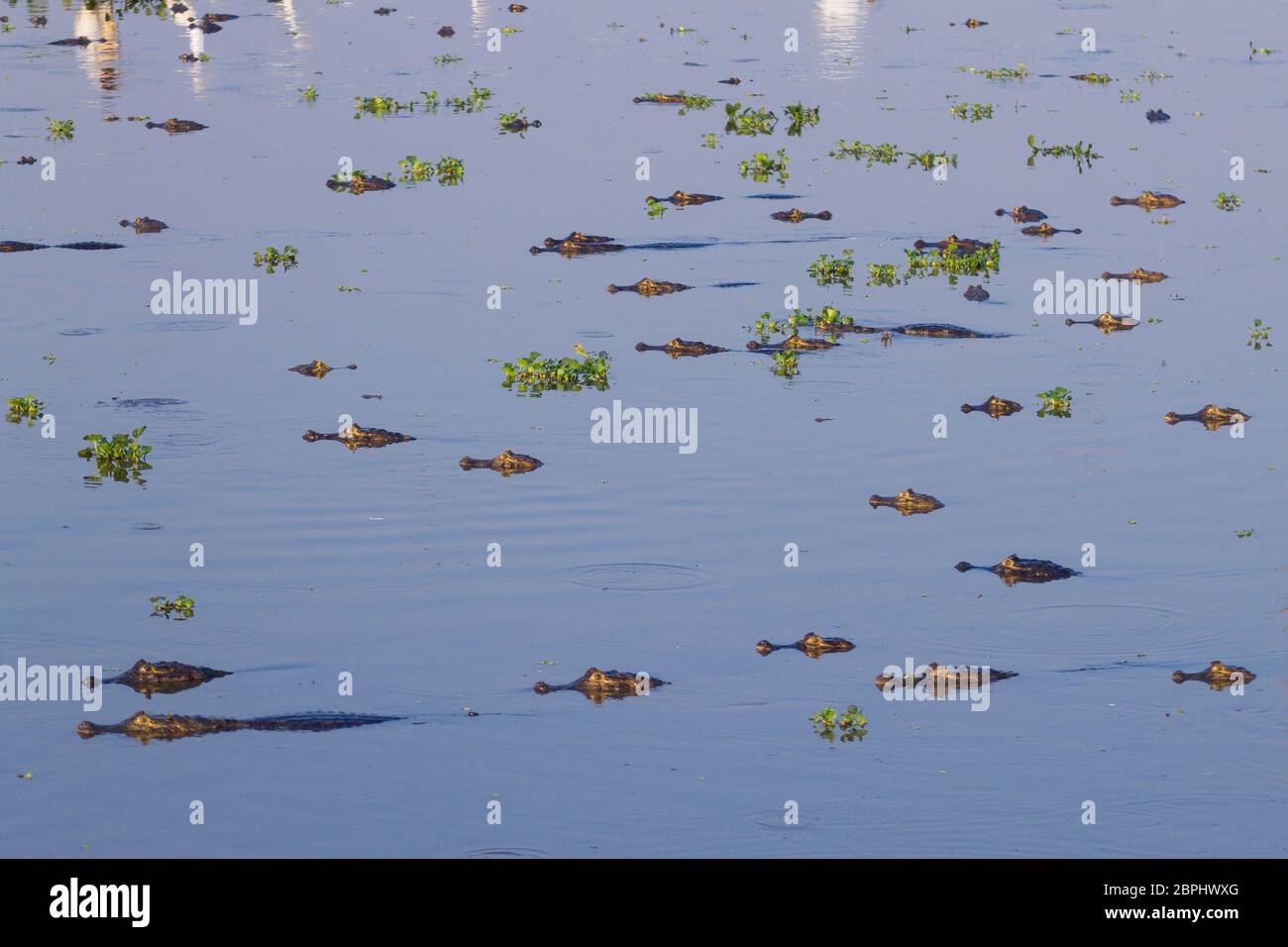 Caiman floating on the surface of the water in Pantanal, Brazil ...