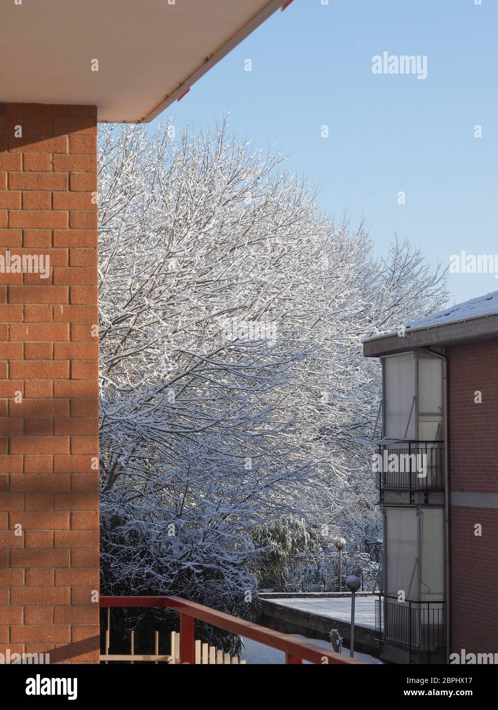 cold winter scene with trees and snow Stock Photo - Alamy