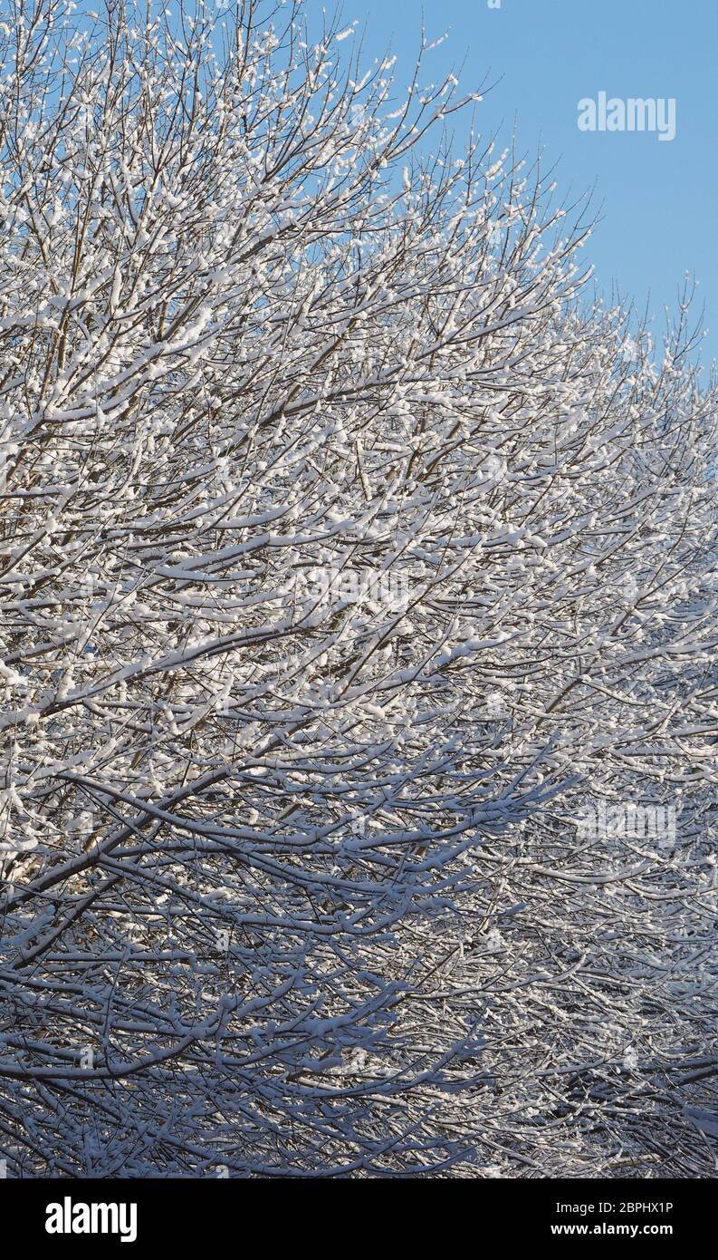 cold winter scene with trees and snow Stock Photo - Alamy