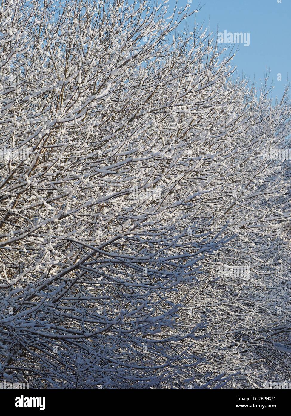 cold winter scene with trees and snow Stock Photo - Alamy