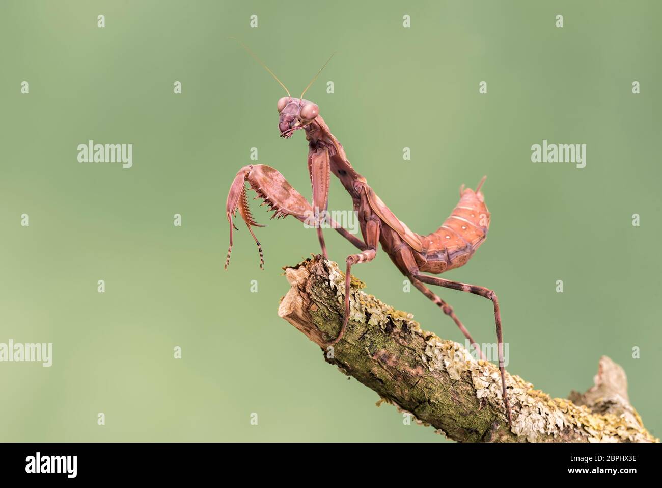 Indonesian Double Shield Mantis, isolated against a muted green ...