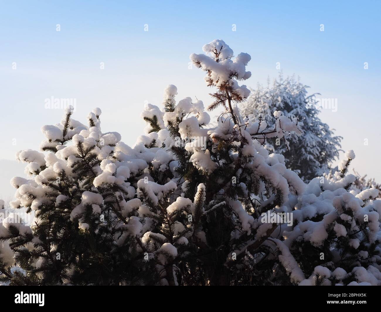 cold winter scene with trees and snow Stock Photo - Alamy