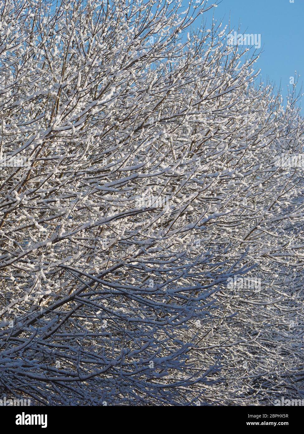 cold winter scene with trees and snow Stock Photo - Alamy
