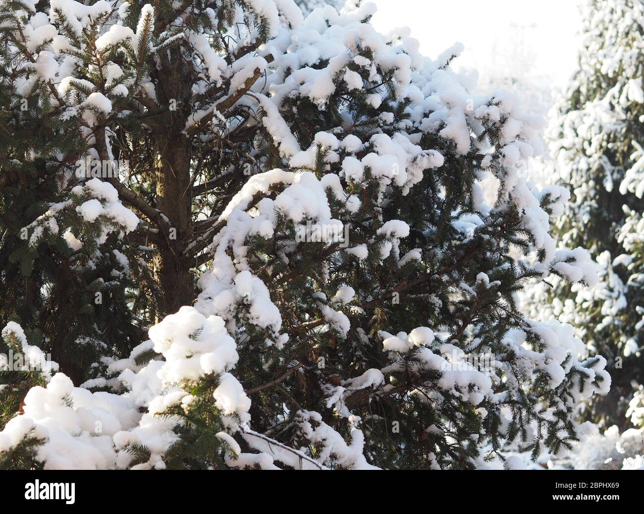 cold winter scene with trees and snow Stock Photo - Alamy