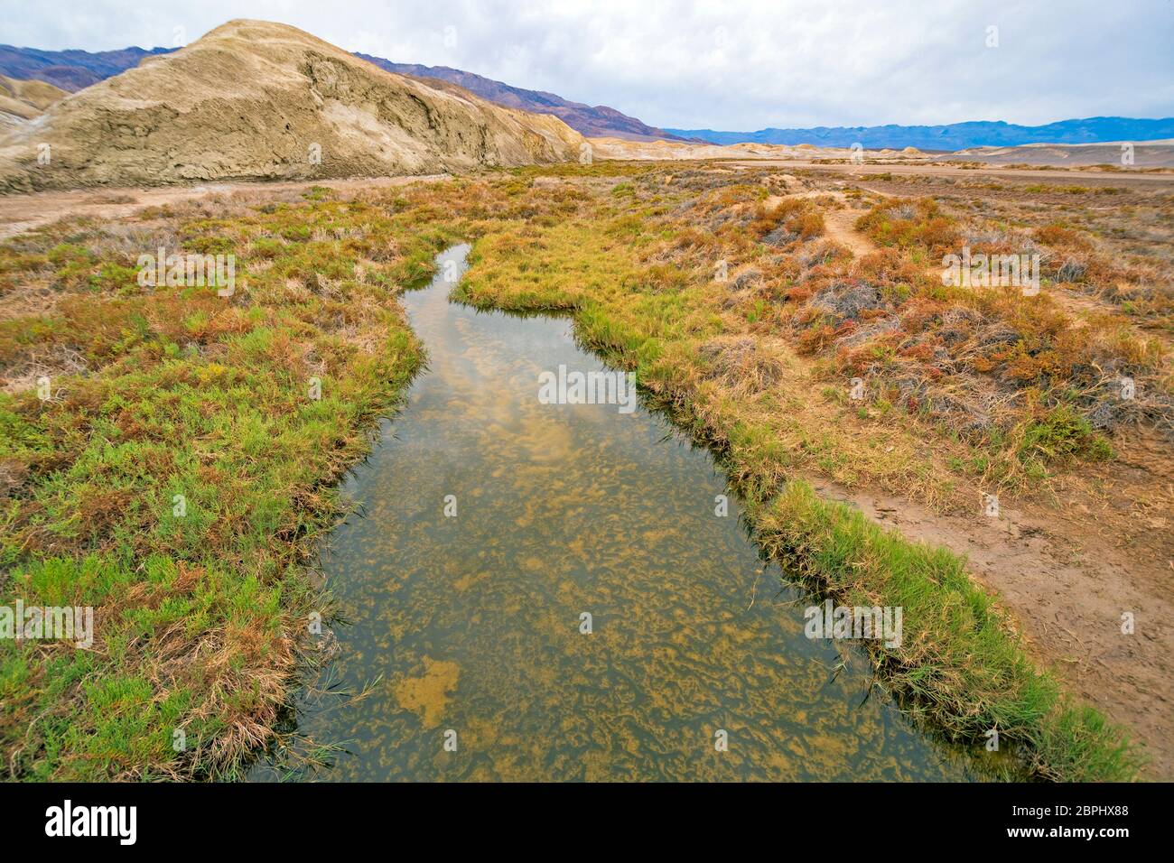 Pupfish hi-res stock photography and images - Alamy