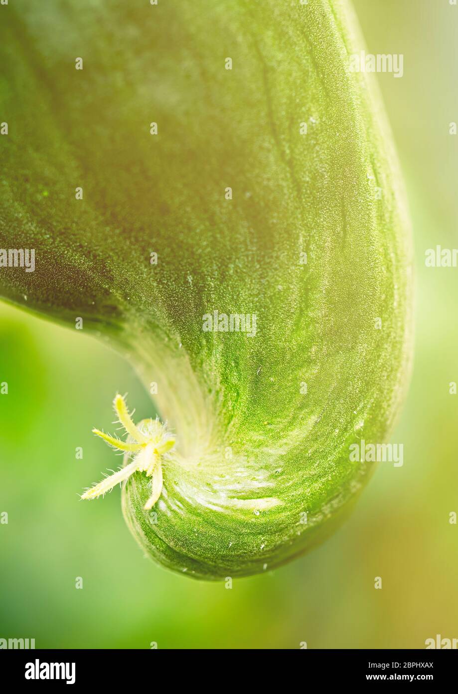 Detail of fresh green ripe natural cucumber growing on a branch in ...