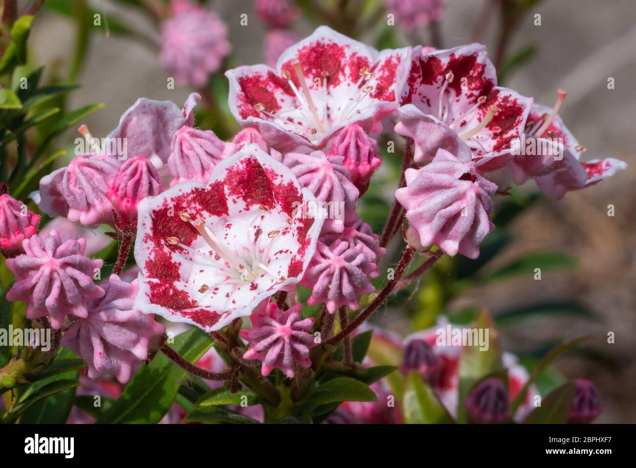 Mountain laurel (Kalmia latifolia), close up of the flower head Stock ...