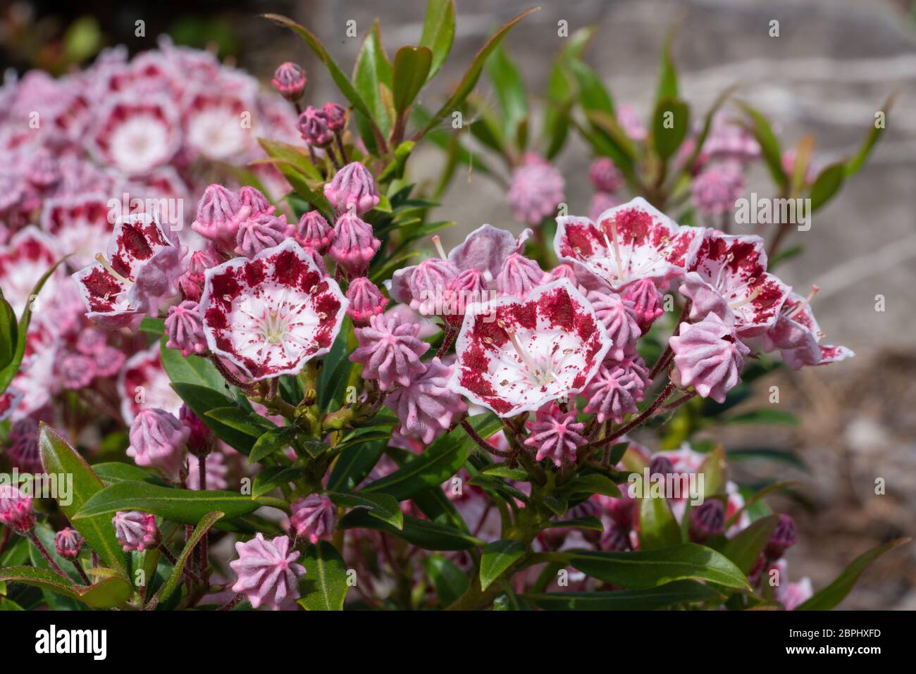 Mountain laurel (Kalmia latifolia), close up of the flower head Stock ...